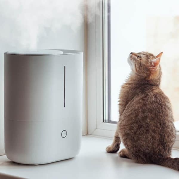 Can Essential Oil Diffusers Harm Birds? What Bird Owners Must Know