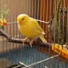 Can Essential Oil Diffusers Harm Birds? What Bird Owners Must Know